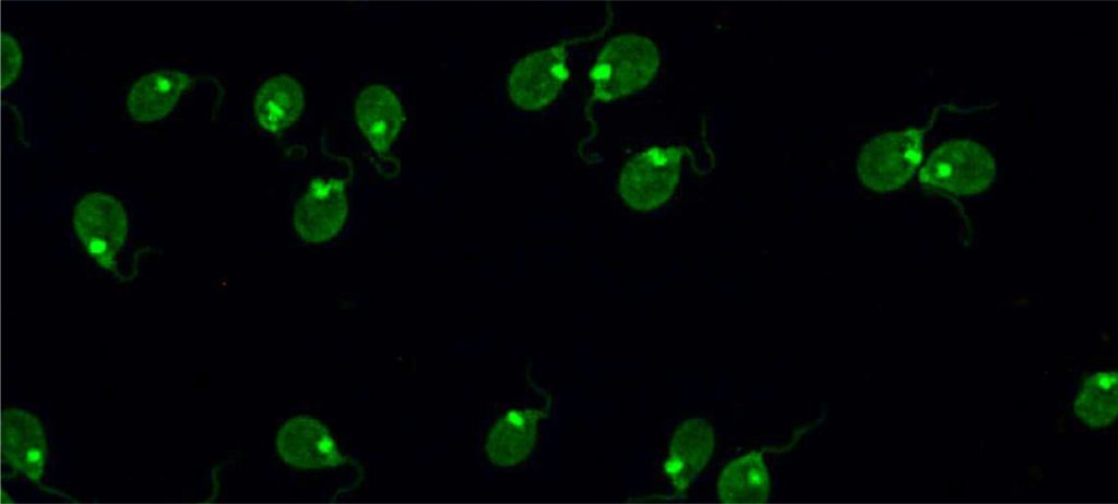 Immunofluorescent Assays (IFA) – Centro Pharm